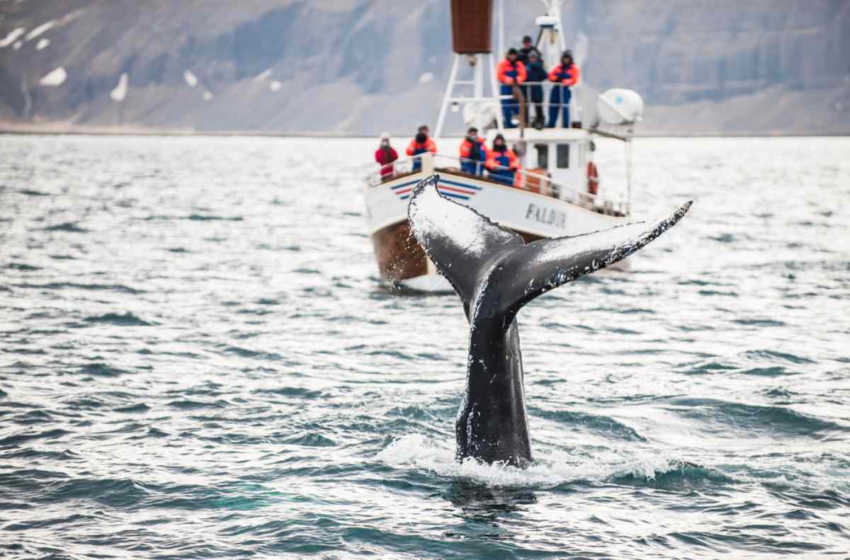 Animals in Iceland: Explore Unique Wildlife
